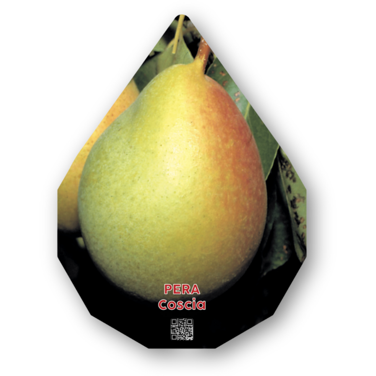 Pera Coscia – vbgarden.it