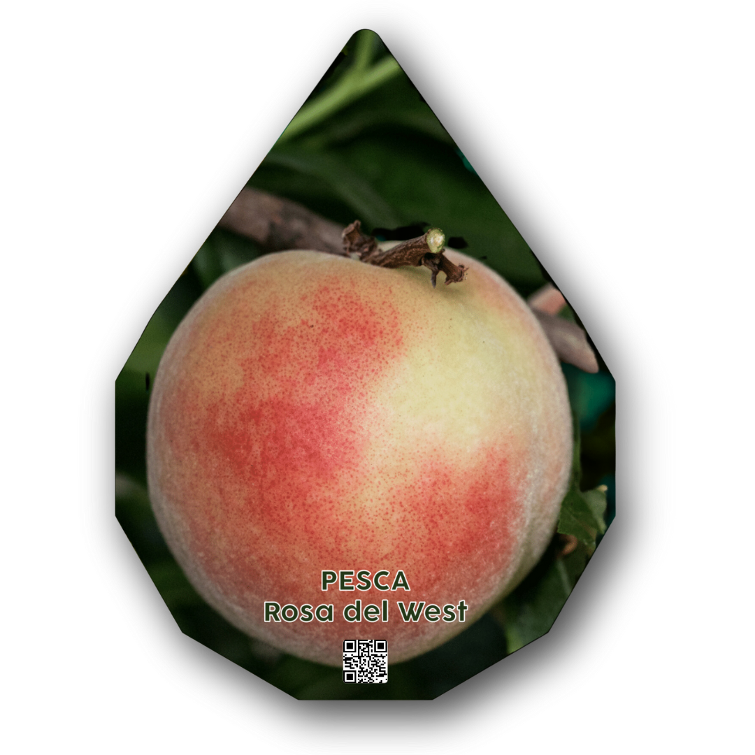 Pesca Rosa Del West – vbgarden.it