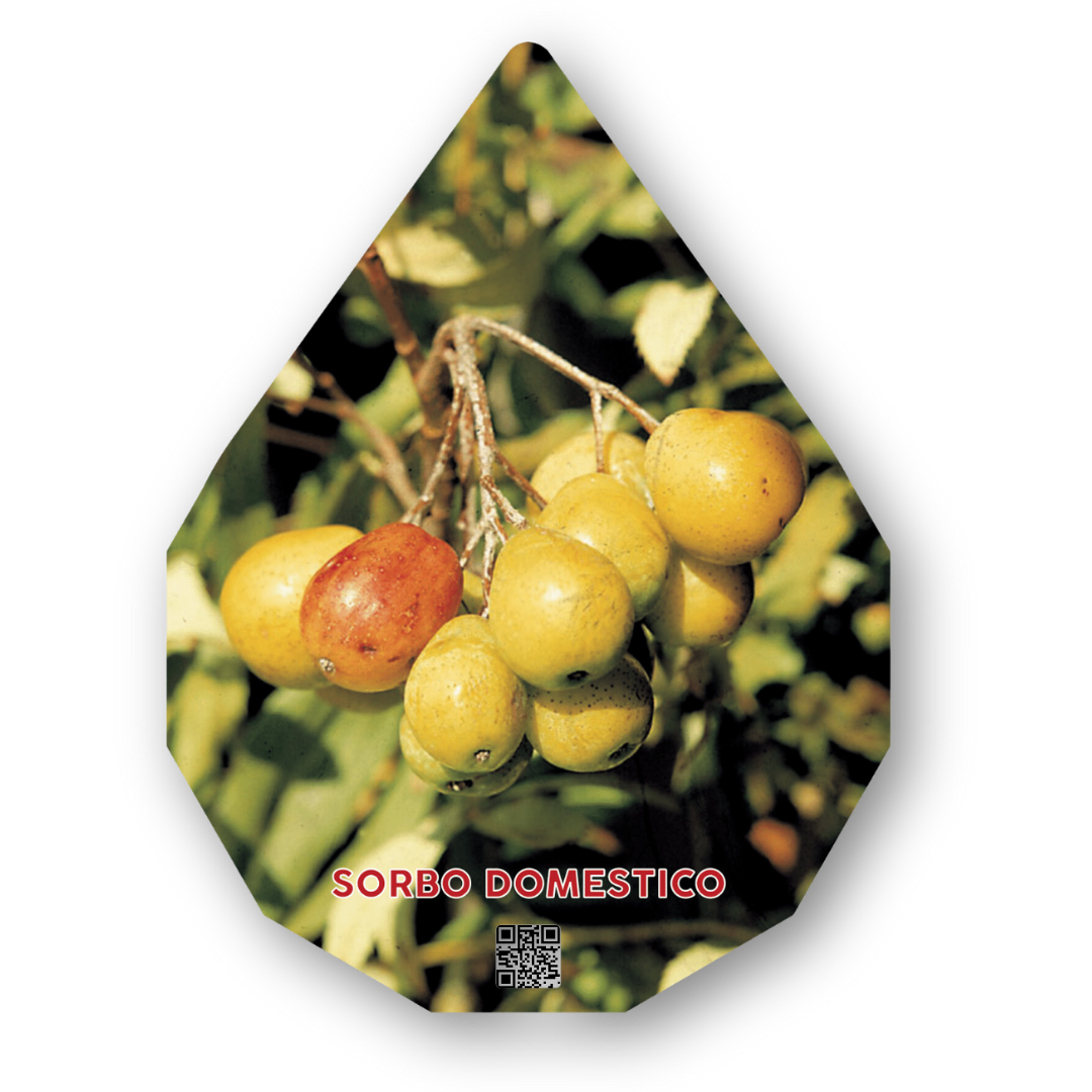 Sorbo Domestico – vbgarden.it